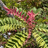 Presidio Loop Trail, California - 1,249 Reviews, Map | AllTrails