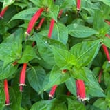 Presidio Loop Trail, California - 1,249 Reviews, Map | AllTrails