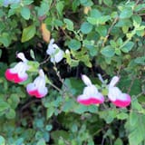 Presidio Loop Trail, California - 1,249 Reviews, Map | AllTrails