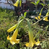 Presidio Loop Trail, California - 1,289 Reviews, Map | AllTrails