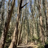 Presidio Loop Trail, California - 1,439 Reviews, Map | AllTrails