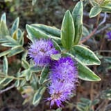 Presidio Loop Trail, California - 1,289 Reviews, Map | AllTrails