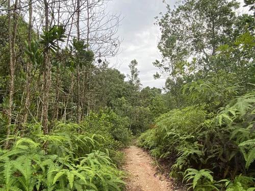10 Best Trails and Hikes in Johor | AllTrails