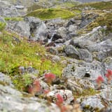 Reed Lakes Trail, Alaska - 875 Reviews, Map | AllTrails