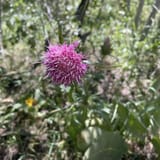 Sagehen Creek Loop, California - 852 Reviews, Map | AllTrails