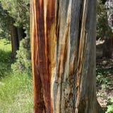 Sagehen Creek Loop, California - 852 Reviews, Map | AllTrails