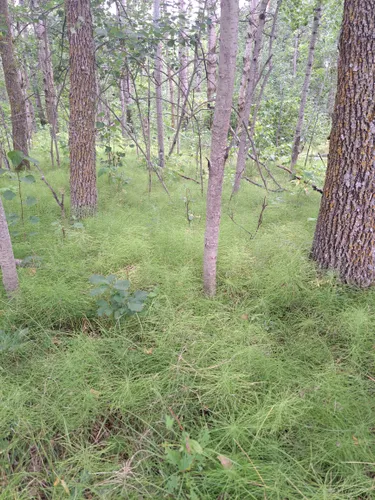 Best Hikes and Trails in Old Mill State Park | AllTrails