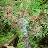 Miner's Ridge Trail, Clintonia Trail, and Gold Bluffs Beach Loop ...