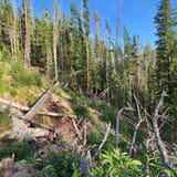 Timber Lake Trail, Colorado - 544 Reviews, Map | AllTrails