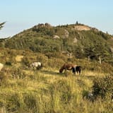 Mount Rogers Loop Trail, Virginia - 391 Reviews, Map | AllTrails
