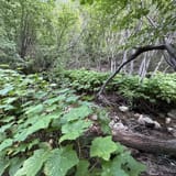 Burch Creek Trail, Utah - 777 Reviews, Map | AllTrails