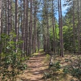 North Country Trail and Fife Lake Loop, Michigan - 316 Reviews, Map ...