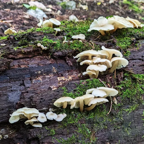 Best Hikes and Trails in Parc des Chutes de Denholm | AllTrails