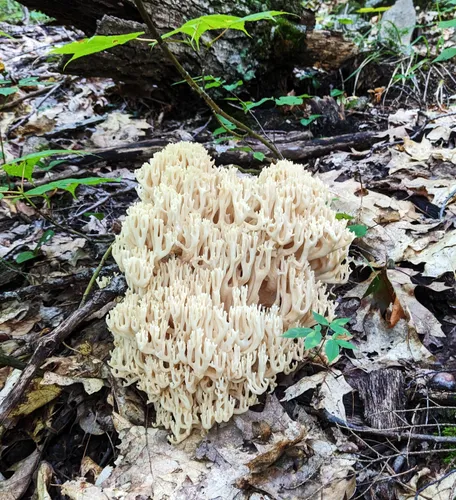 Best Hikes and Trails in Parc des Chutes de Denholm | AllTrails