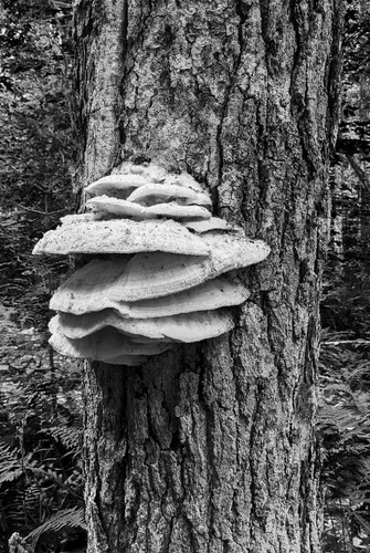 Best Hikes and Trails in Parc des Chutes de Denholm | AllTrails