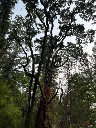 Best Hikes and Trails in Hendricks Park | AllTrails