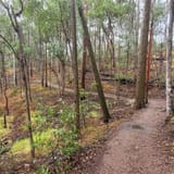 Mount Coot-tha Loop via Powerful Owl Trail, Queensland, Australia - 748 ...
