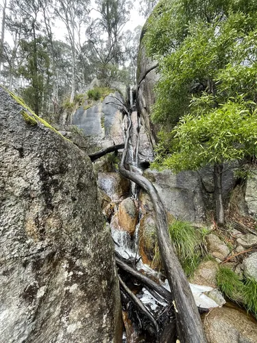 Mount Cole State Forest: de beste routes om te wandelen | AllTrails