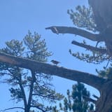 Pole Creek, Haunted Forest, Moose Loop, Meadow Trail, Wyoming - 221 ...