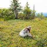 Curry Ridge Trail, Alaska - 756 Reviews, Map | AllTrails