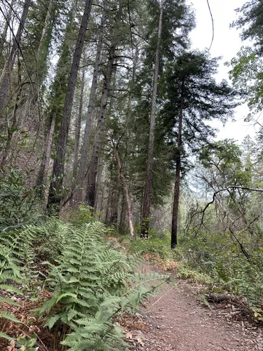 Best Hikes and Trails in Bothe-Napa Valley State Park | AllTrails