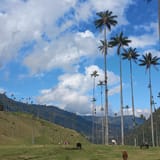 Cocora Valley Loop, Quindío, Colombia - 201 Reviews, Map | AllTrails