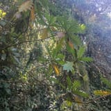 Cocora Valley Loop, Quindío, Colombia - 201 Reviews, Map | AllTrails