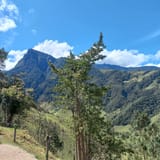Cocora Valley Loop, Quindío, Colombia - 201 Reviews, Map | AllTrails