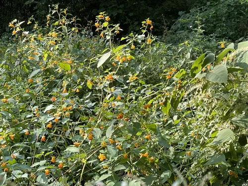 Best Hikes and Trails in Louis W. Scott Memorial Park | AllTrails