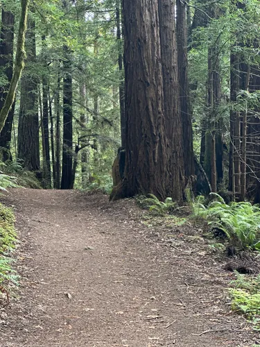 2023 Best River Trails in Woodside | AllTrails