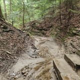Turkey Run Outer Loop, Indiana - 585 Reviews, Map | AllTrails