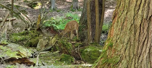 Best 10 Hikes and Trails in Cook Forest State Park | AllTrails