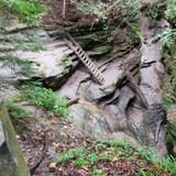 Turkey Run Outer Loop, Indiana - 595 Reviews, Map | AllTrails