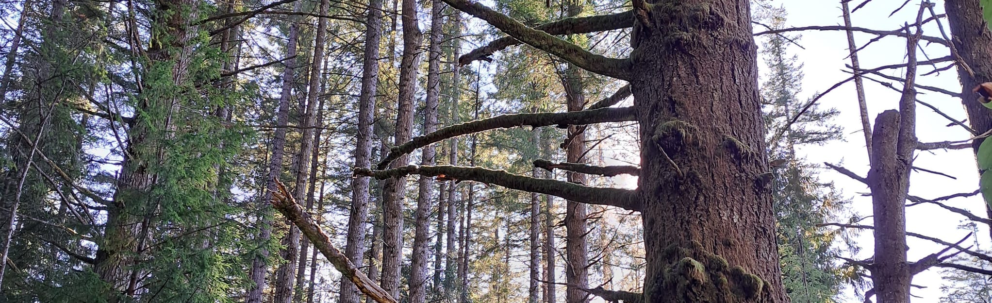 Ivy Loop: 6 fotos - Colúmbia Britânica, Canadá | AllTrails