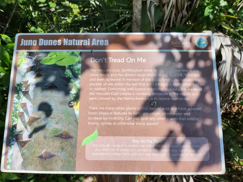 Best Hikes and Trails in Juno Dunes Natural Area | AllTrails