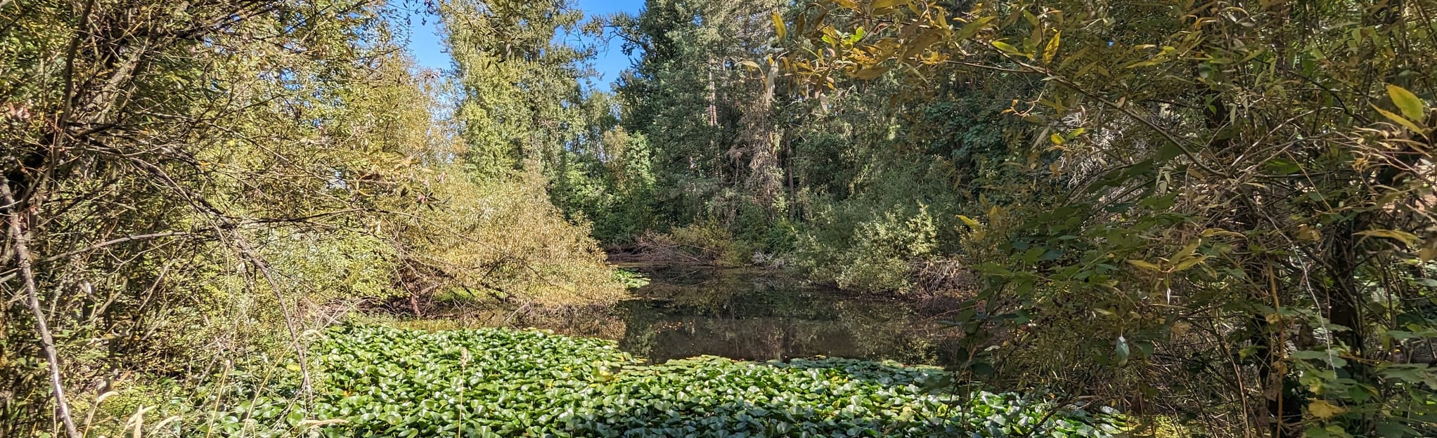 Molalla Pond Loop Trail, Oregon - 85 Reviews, Map | AllTrails