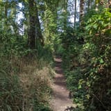 Molalla River State Park Trail, Oregon - 382 Reviews, Map | AllTrails