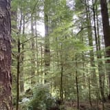 Cook's Ridge and Gwynn Creek Loop, Oregon - 718 Reviews, Map | AllTrails