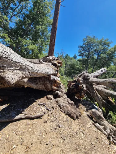 Best Hikes and Trails in Idyllwild | AllTrails