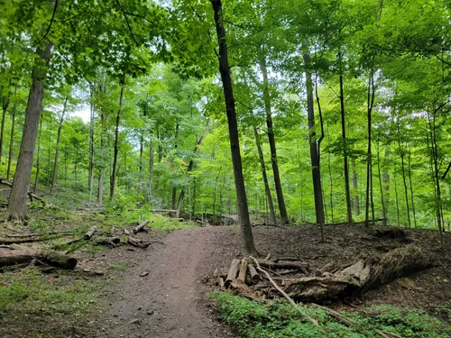 Best Forest Trails in Chedoke Park | AllTrails