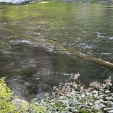 West Metolius River Trail, Oregon - 701 Reviews, Map | AllTrails