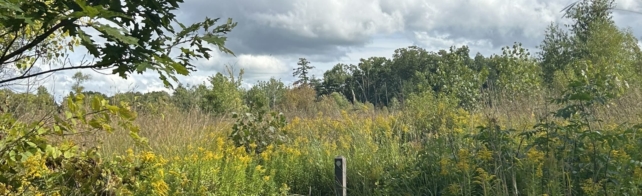 Oak Openings Ridge Trail, Ohio - 300 Reviews, Map | AllTrails