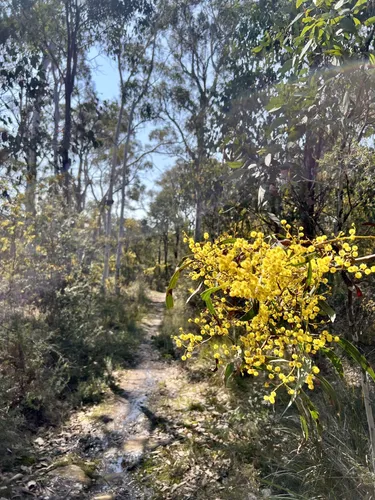Best Off Road Driving Trails in Alpine National Park | AllTrails