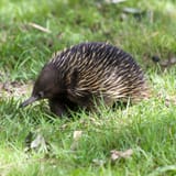 Westerfolds Park Circuit, Victoria, Australia - 373 Reviews, Map ...