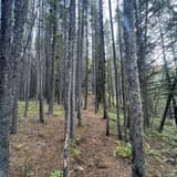 Lady Macdonald Teahouse, Alberta, Canada - 1,777 Reviews, Map | AllTrails