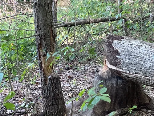 Best Hikes and Trails in Martin State Forest--Indiana | AllTrails