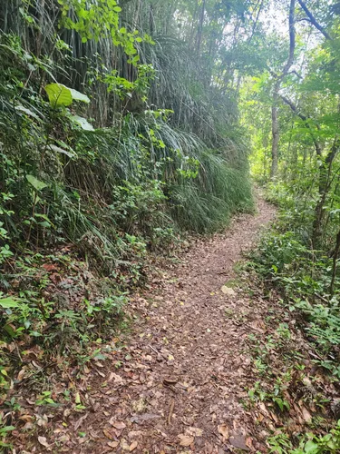 Los mejores senderos y rutas en Bosque Estatal de Guajataca | AllTrails