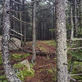 Copple Crown Mountain, New Hampshire - 574 Reviews, Map | AllTrails