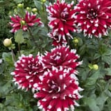 Canby Logging Road Trail, Oregon - 202 Reviews, Map | AllTrails