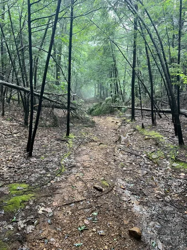 2023 Best Forest Trails in Center Strafford | AllTrails